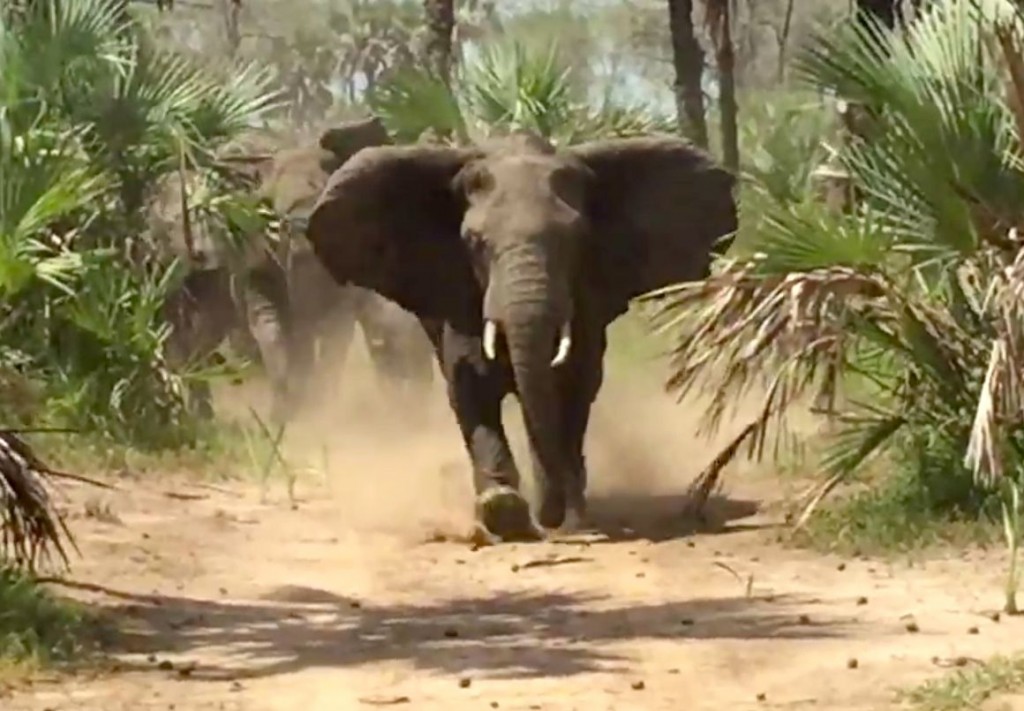 Don't Let a Mad Elephant Flatten Your Teeny Little Creeper. - Akincana ...